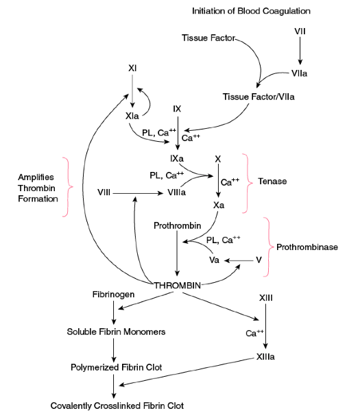 Factor XIII Deficiency Haemnet factor-xiii-deficiency-haemnet